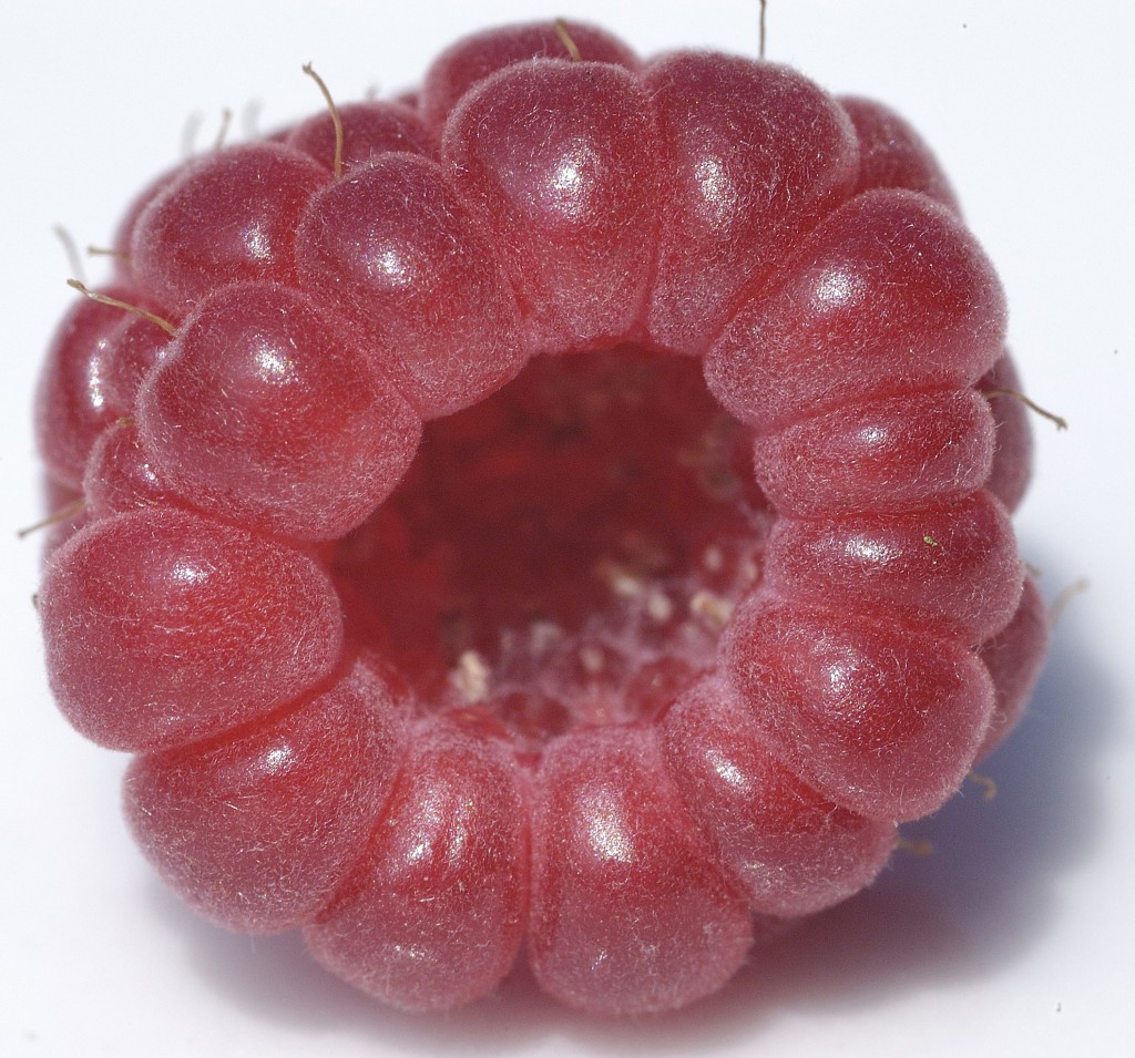 raspberry1 – RasPi.TV