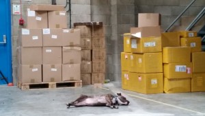 Raspberry Pi Model C – RasPi.TV